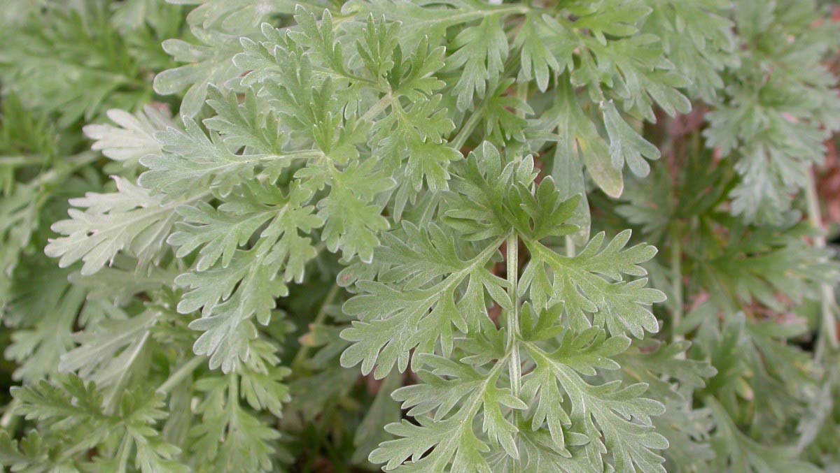 Čaj od pelina za želudac - Pelin biljka otklanja sve želučane tegobe