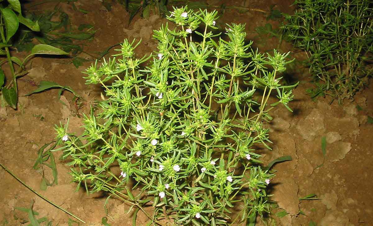 Herbarium – Čubar vrtni