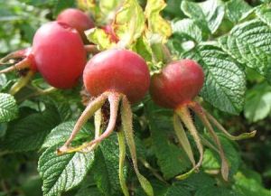 Ljekovita svojstva Šipka