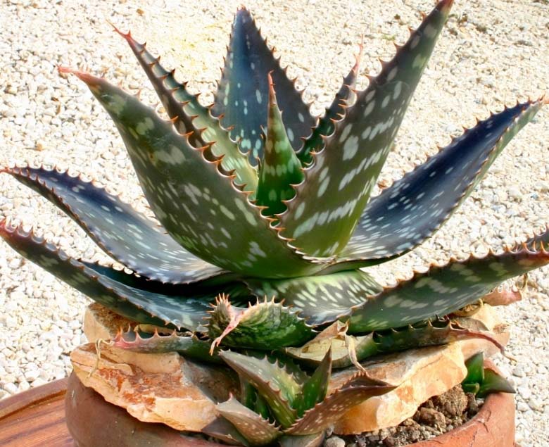 Ljekovita aloe vera - Eliksir dugovječnosti - Aloe vera ljekovite vrste