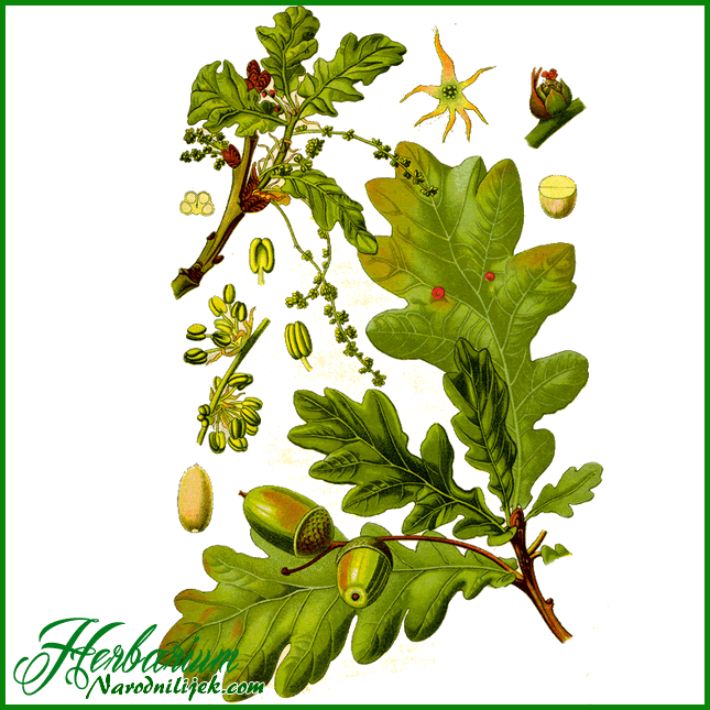 Herbarium – Hrast lužnjak