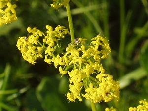 Herbarium – Ivanjsko cvijeće