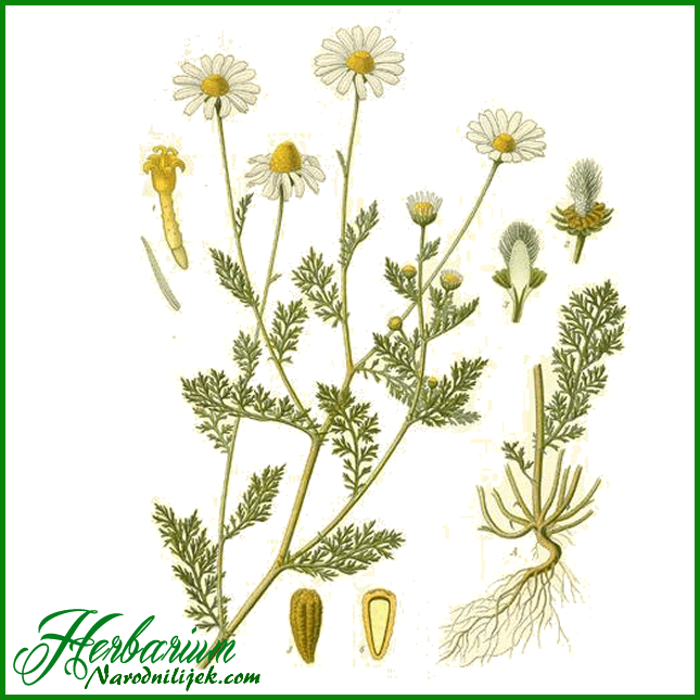 Herbarium - Kamilica