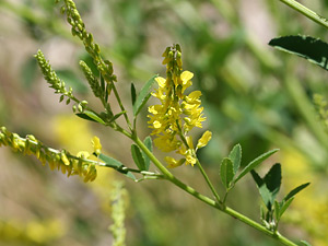 Herbarium - Kokotač