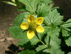 Herbarium - Zečja stopa