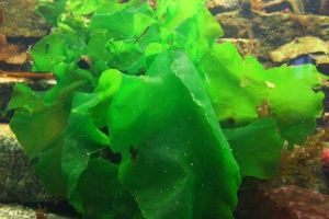 Preparati na bazi morskih algi za zdraviji organizam