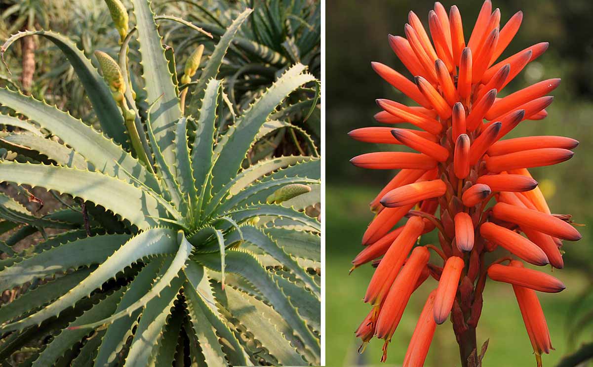 Ljekovita aloe vera - Eliksir dugovječnosti - Aloe vera ljekovite vrste