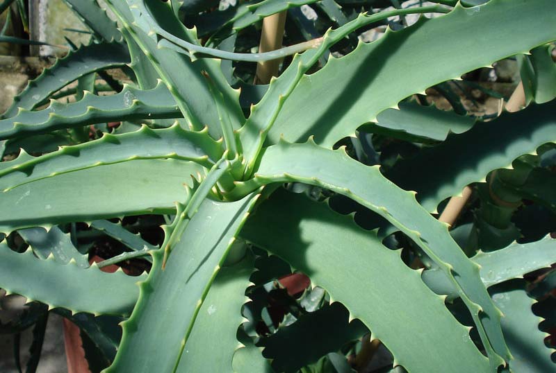 Ljekovita aloe vera - Eliksir dugovječnosti - Aloe vera ljekovite vrste