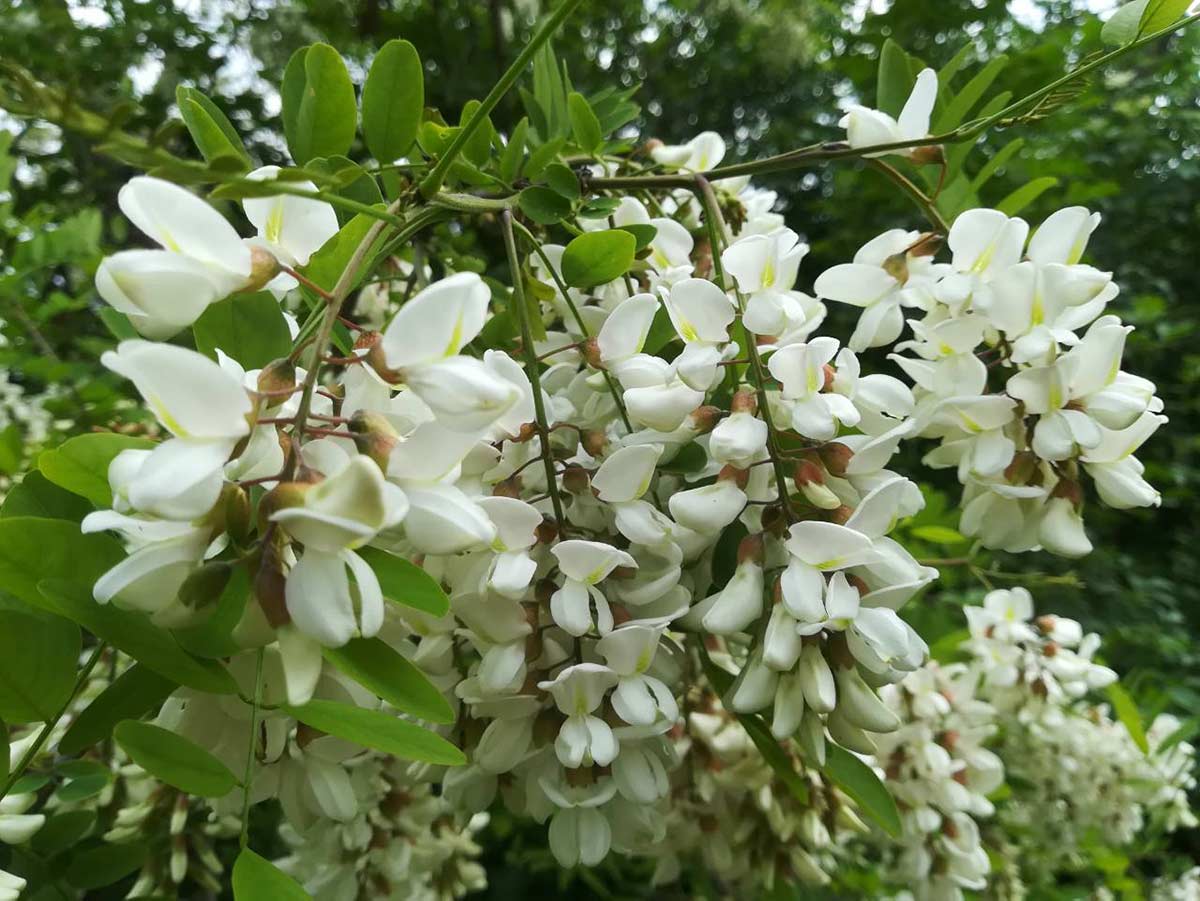 Ljekovita svojstva bagrema