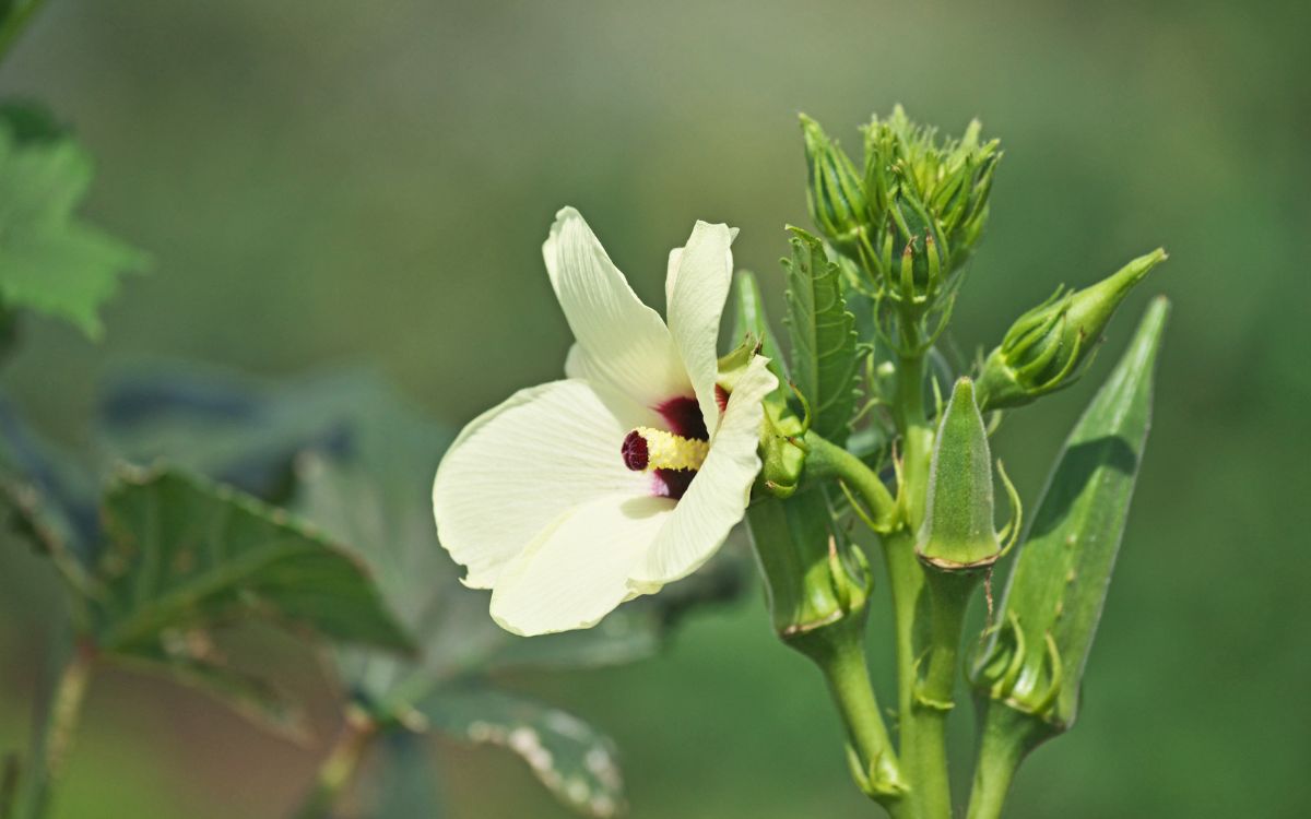 Bamija kao lijek se koristi od davnina, ljekovita svojstva...