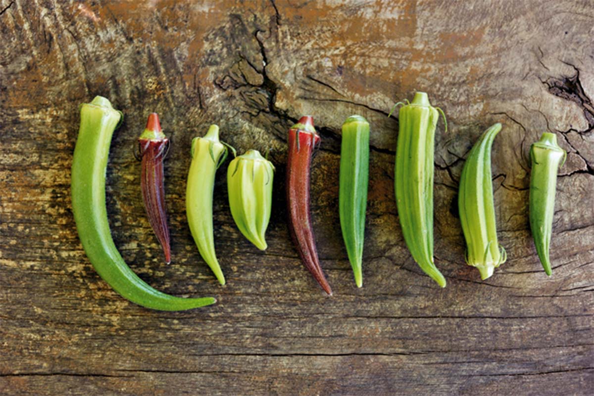 Bamija kao lijek se koristi od davnina, ljekovita svojstva...