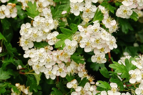 Ljekoviti bijeli glog