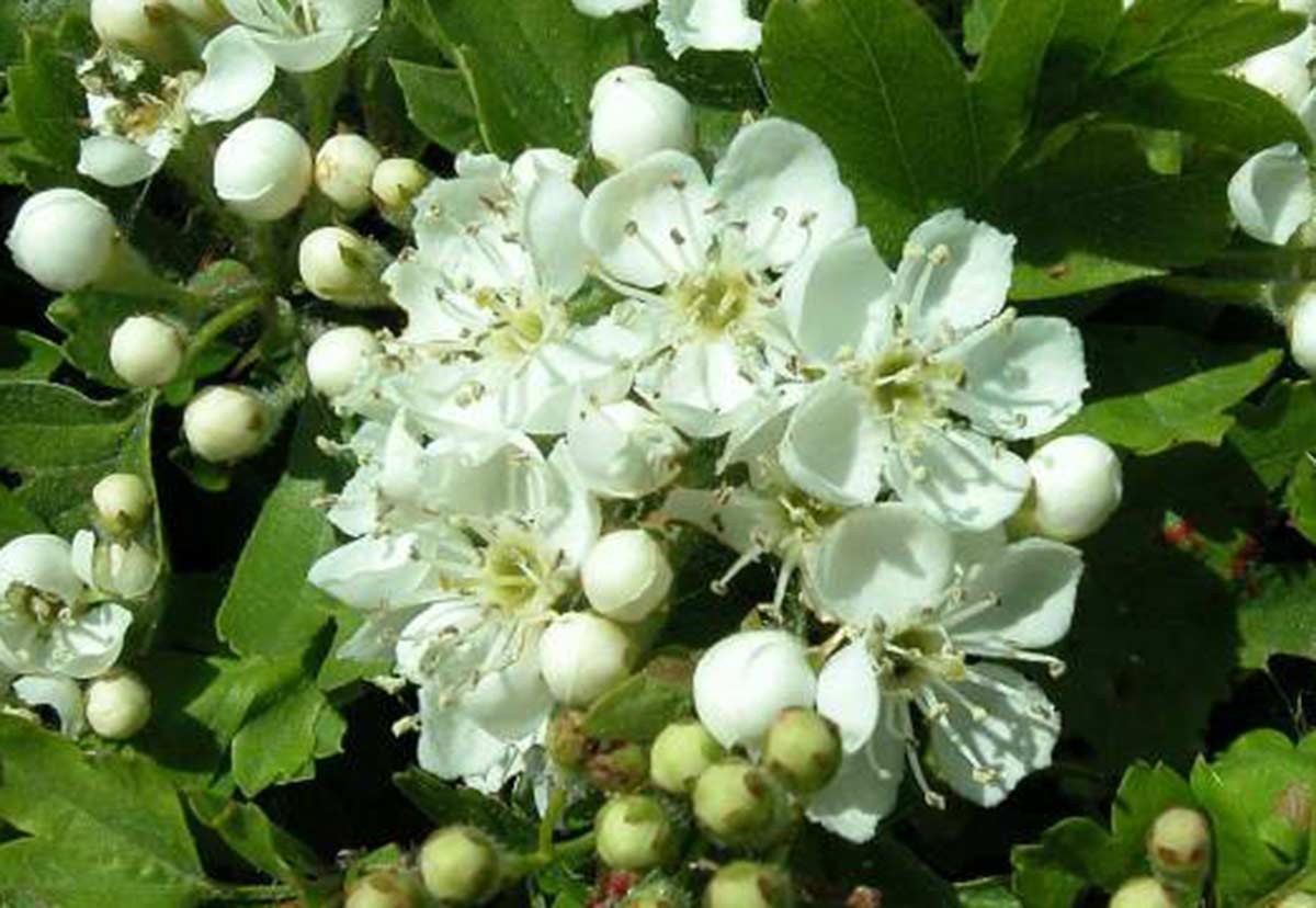 Bijeli glog najjači prirodni lijek za srce i srčane tegobe