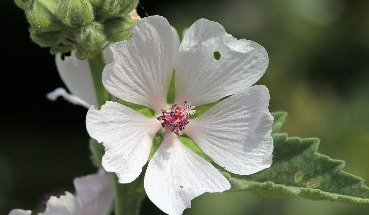 Bijeli sljez ljekovita svojstva - pomaže kod iskašljavanja i bronhitisa