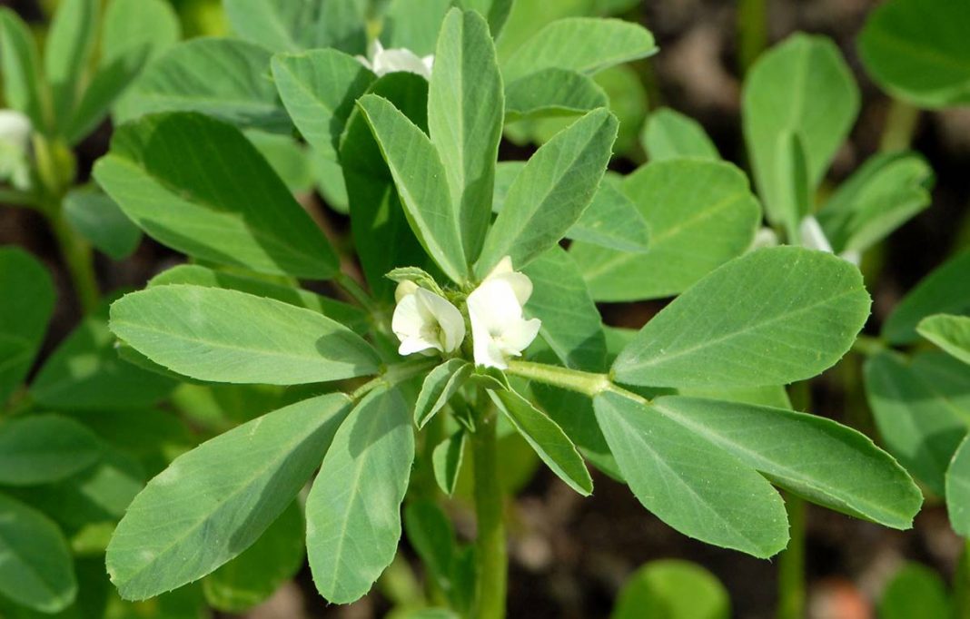 Piskavica biljka ljekovita svojstva - Liječi sve od glave do pete!