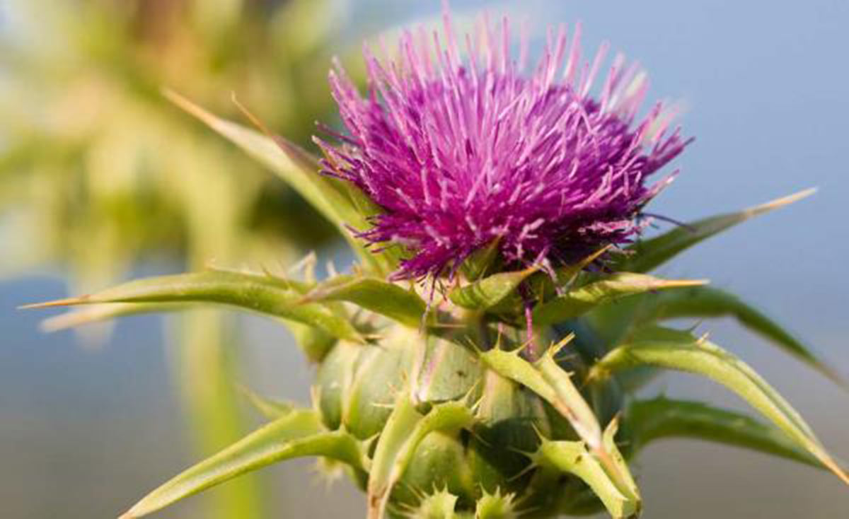 Biljka sikavica od davnina se koristi kao lijek za jetru, žuč, slezenu...