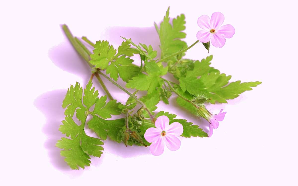 Biljka zdravac ljekovitost, čaj i tajne tradicionalne upotrebe