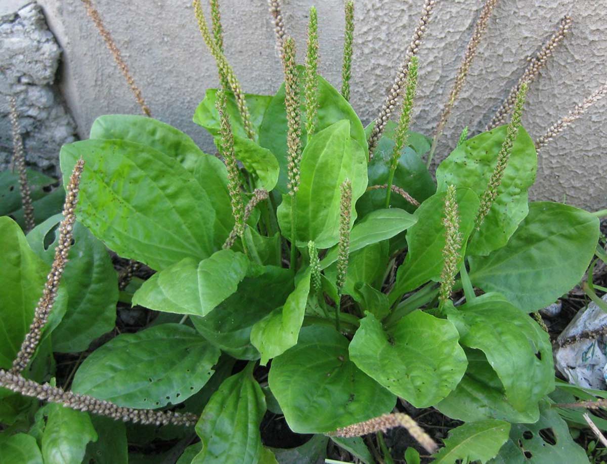 Ljekovita svojstva bokvice