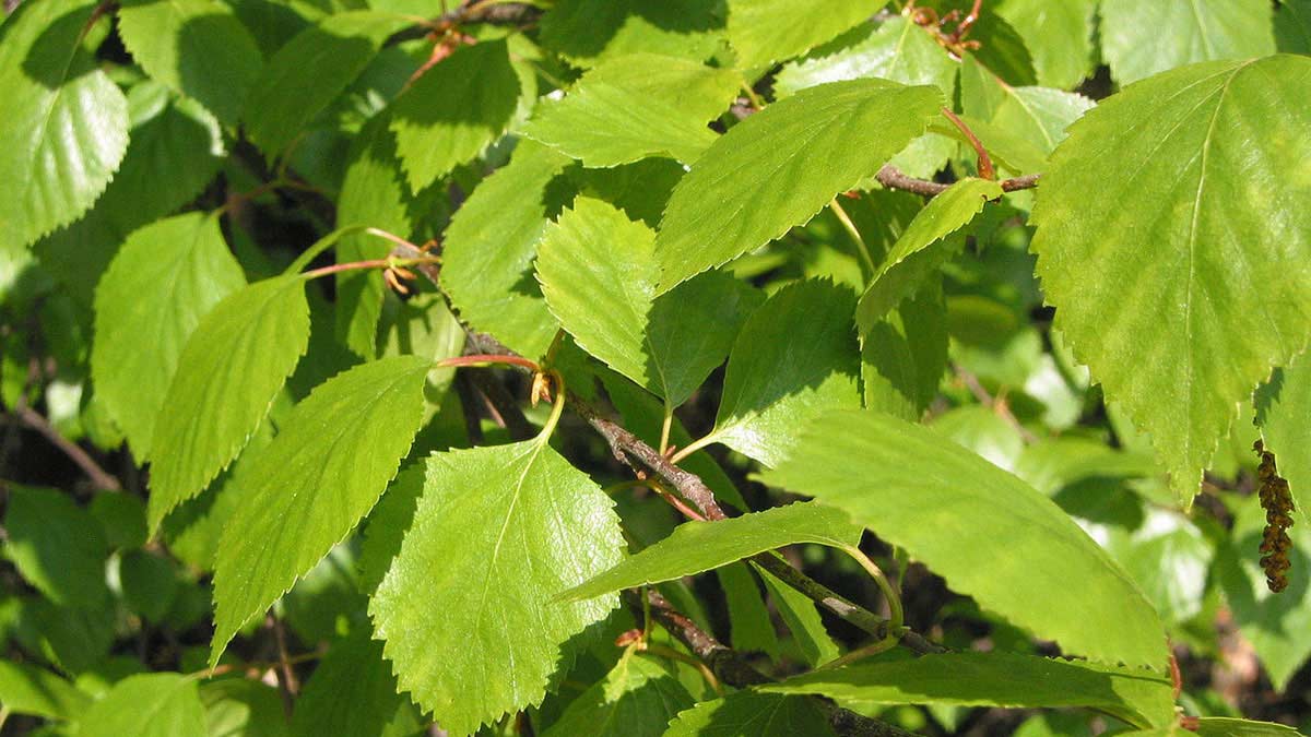 Ljekovita svojstva breze