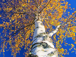 Ljekovita svojstva Breze