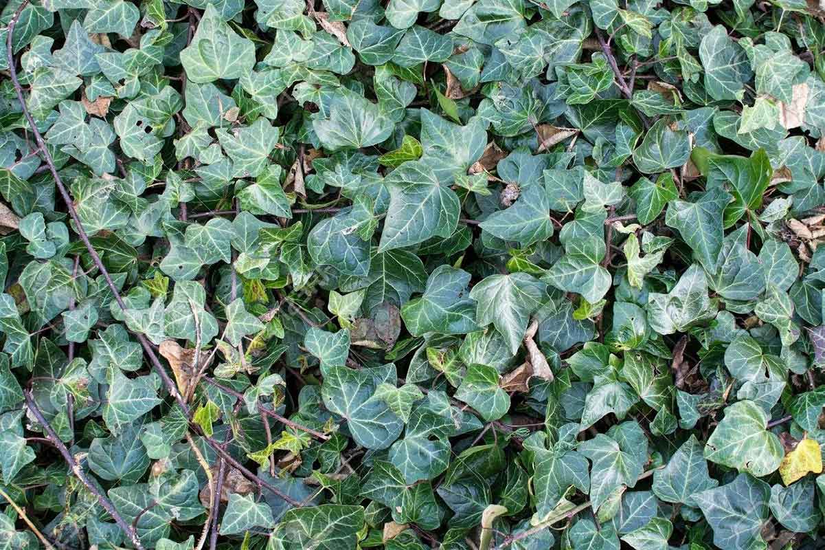 Bršljan drvenasta penjačica kao lijek za mnoge bolesti