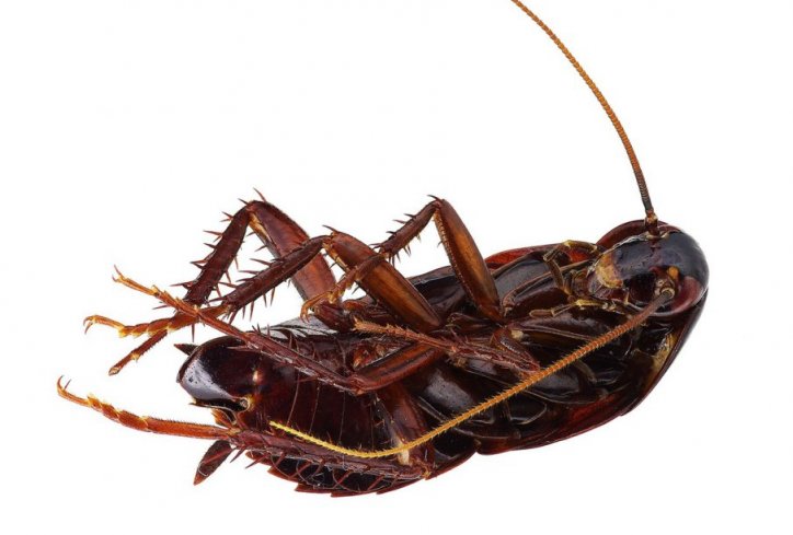 DA LI BISTE PROBALI MLIJEKO OD BUBAŠVABE? Naučnici kažu da je ovo ...