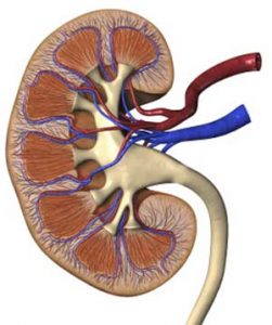 Liječenje bubrega alternativnim metodama