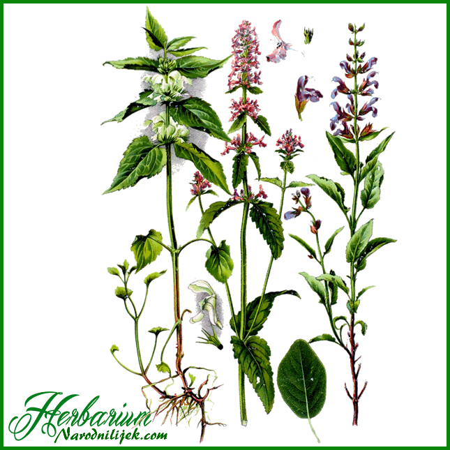 Herbarium - Bukvica