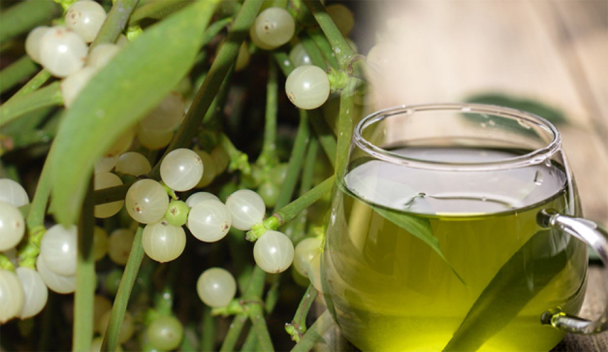 Čaj od imele kako se priprema i koje prednosti ima za zdravlje