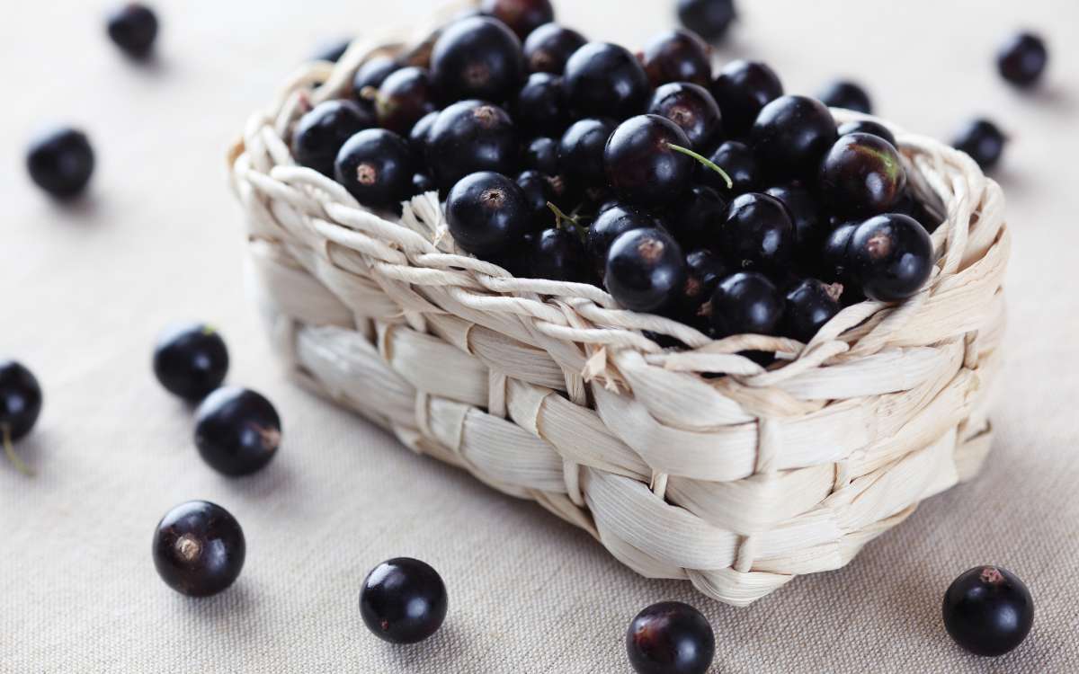 Crna ribizla ljekovitost - Kada se bere i kako se pravi čaj