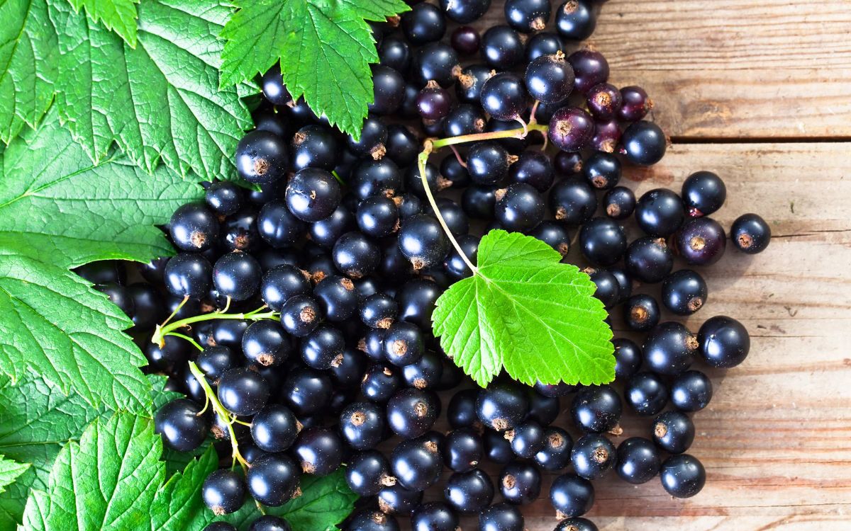 Saznajte za šta je dobra crna ribizla kao moćan prirodni lijek