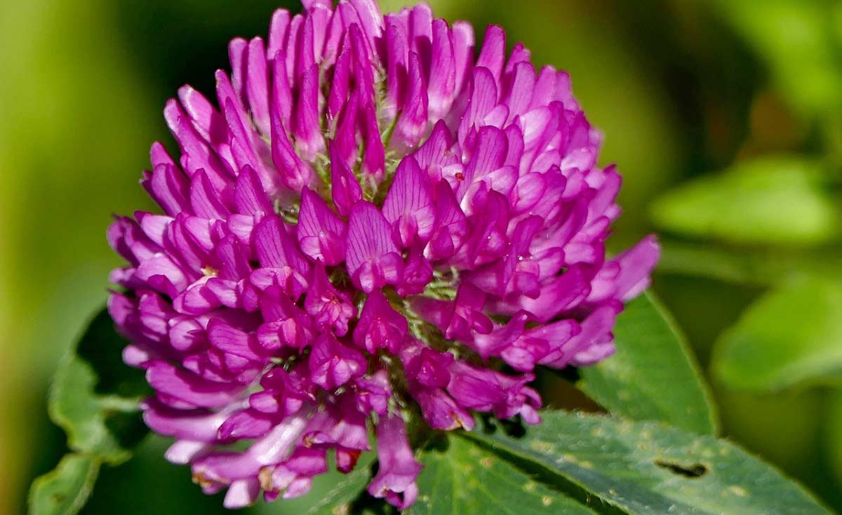 Crvena djetelina ima pozitivan učinak na rad hormona