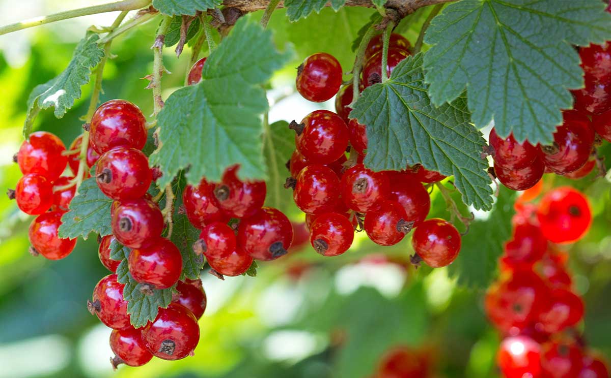Crvena ribizla kao lijek - Ljekovita svojstva Crvene ribizle