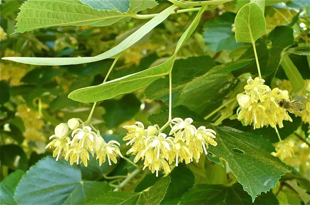 Za šta su dobri i kako se koriste cvjetovi mirisne i ljekovite lipe