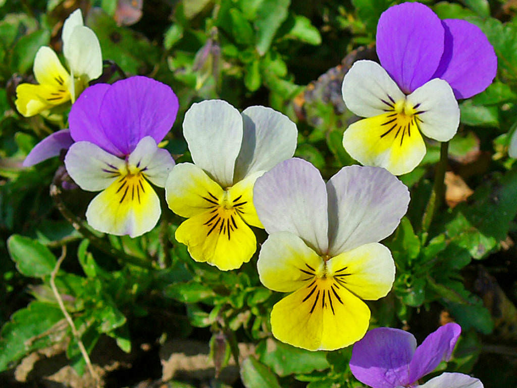 Cvijet Viola tricolor blagotvorno djeluje na metabolizam