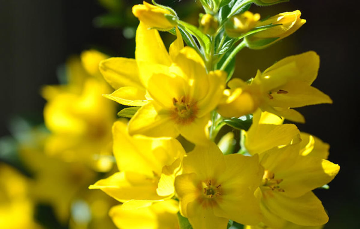 Divizma: Melem za kožu, zaštitnica pluća, čuvar zdravog srca