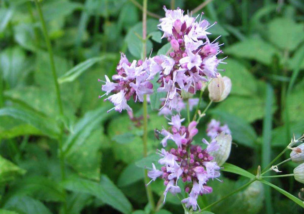 Divlji origano nepobjedivi borac protiv infekcija - Kako se pravi ulje ...