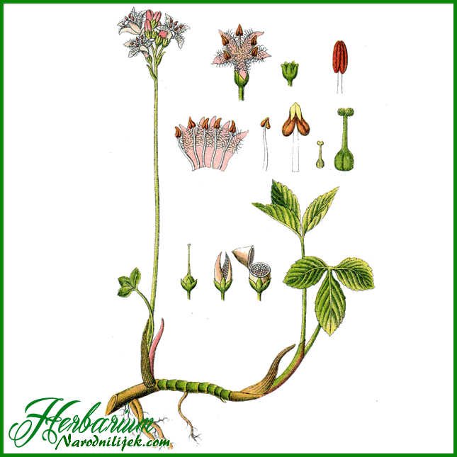 Herbarium – Djetelina gorka