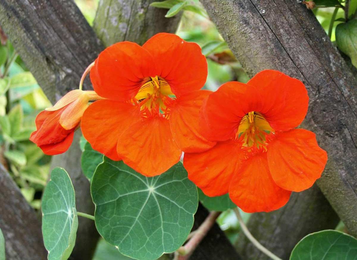 Dragoljub biljka - koristan,aromatičan i ljekovit cvijet u svakom vrtu