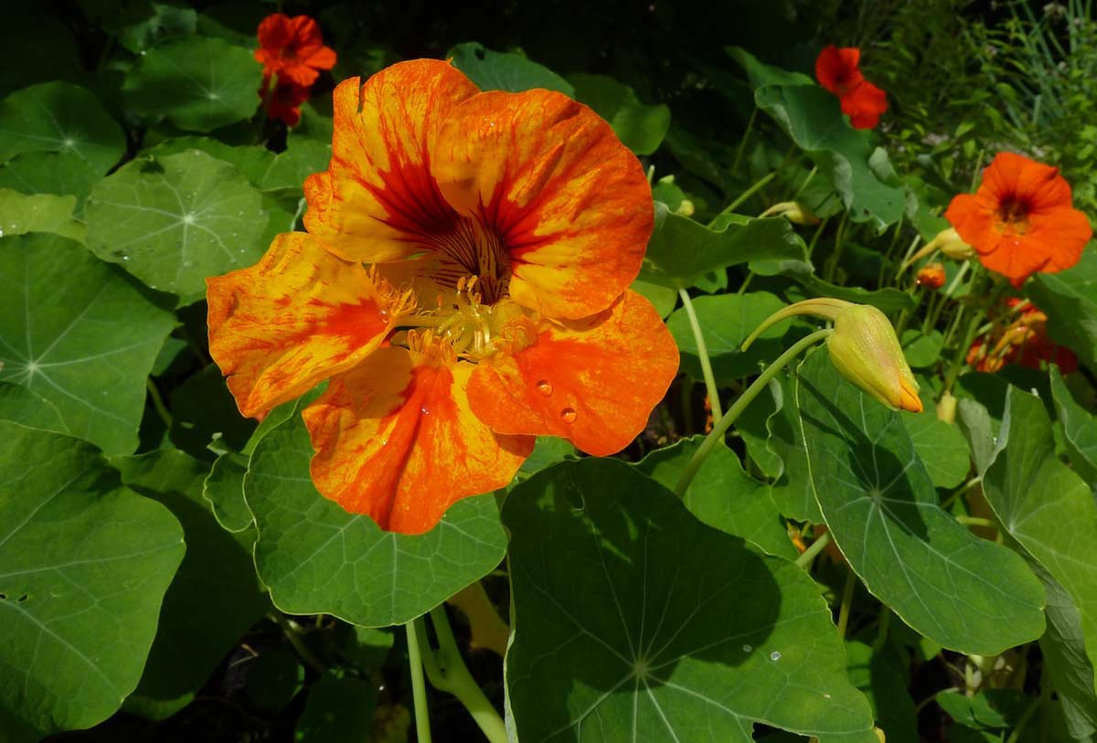 Herbarium - Dragoljub