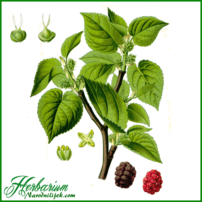 Herbarium – Dud crni