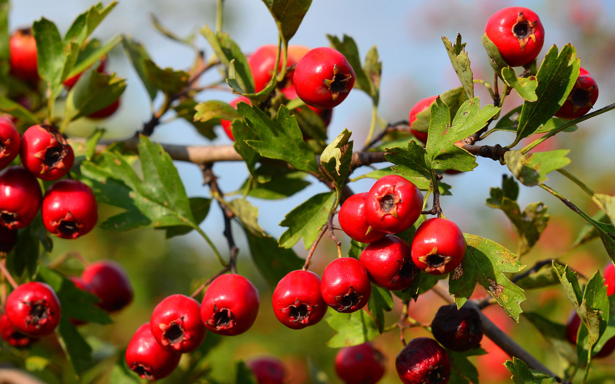 Glog biljka - Čaj od gloga za srce i kardiovaskularni sistem