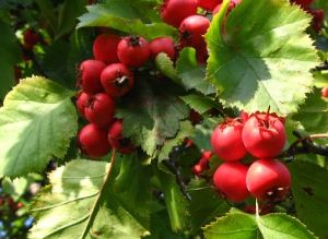 Liječenje pomoću gloga