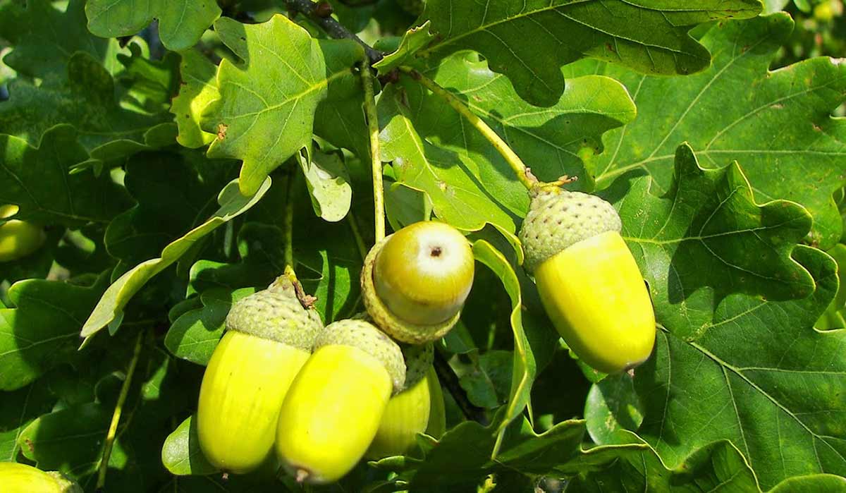 Hrast biljka čiji je svaki dio ljekovit i blagotvoran na naše zdravlje