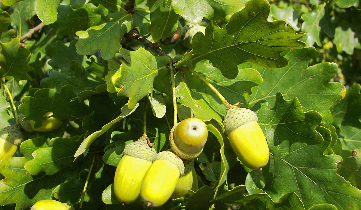 Herbarium – Hrast lužnjak