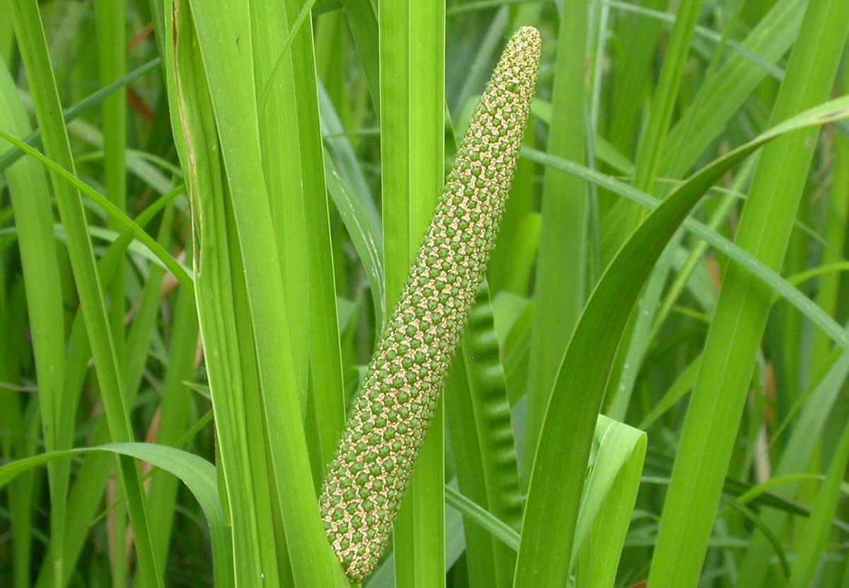 Iđirot biljka pospješuje rad crijeva i ublažava grčeve