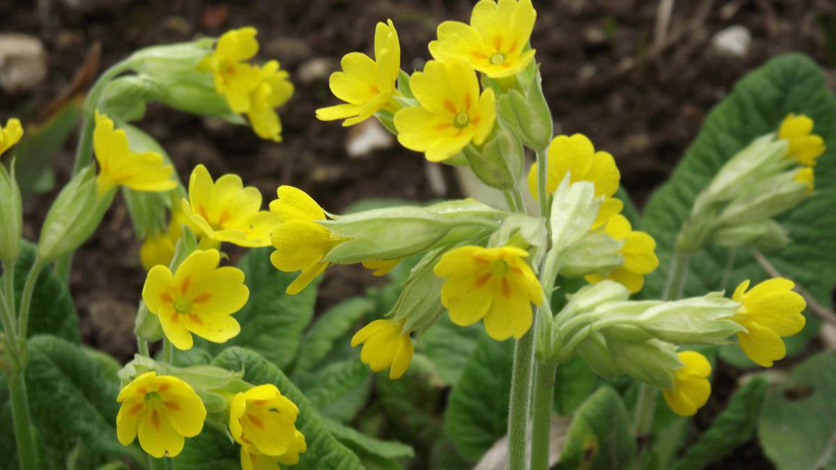Jaglac - Ljekovita svojstva biljke Jaglac - Prvi vjesnik proljeća