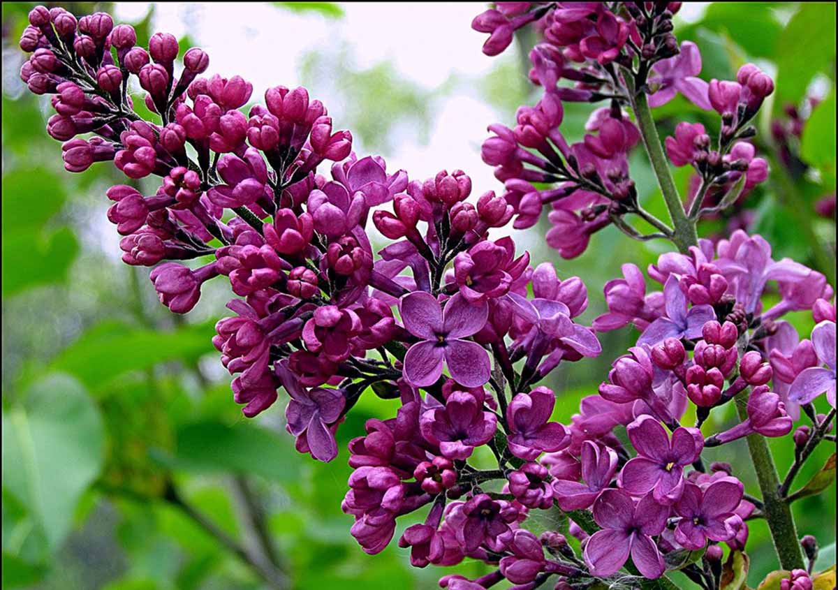 Jorgovan kao lijek za mnoge bolesti - Evo kako da ga koristite