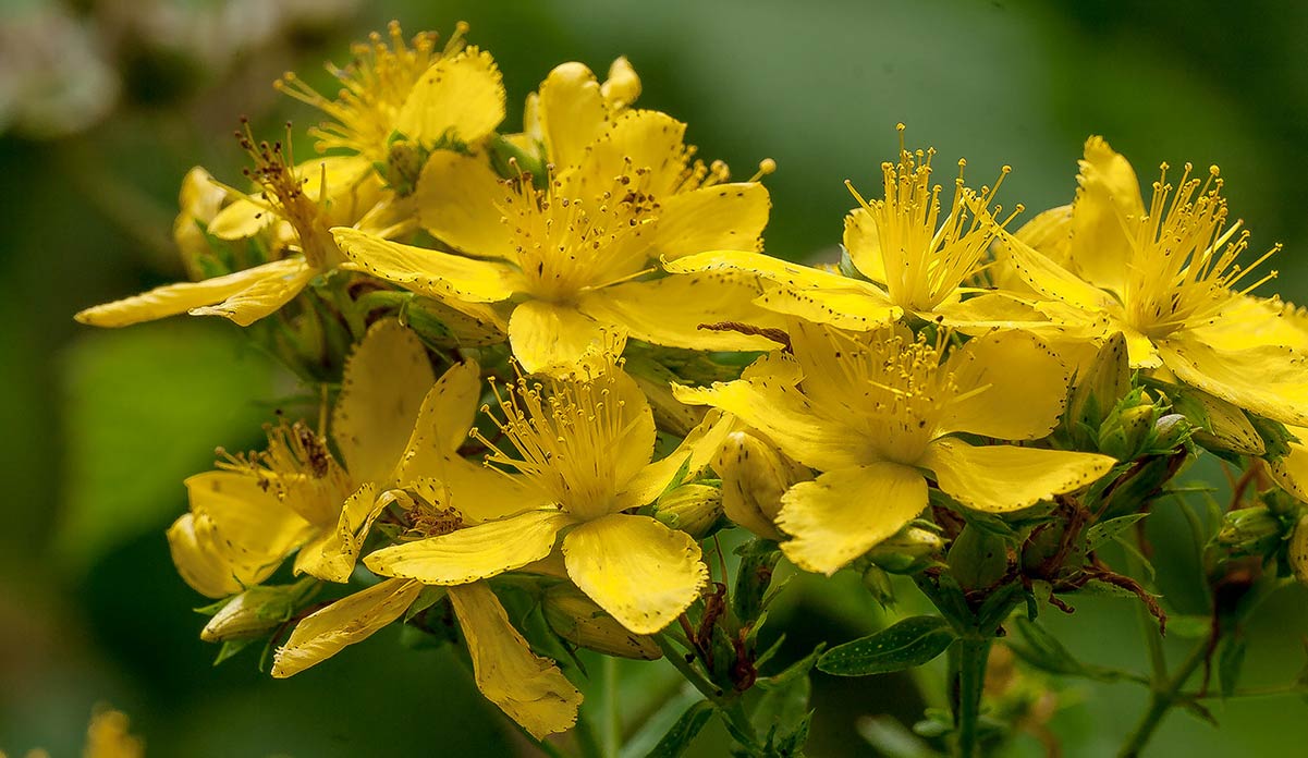 Kantarion biljka ima mnogostruko djelovanje, najmoćnija ljekovita biljka