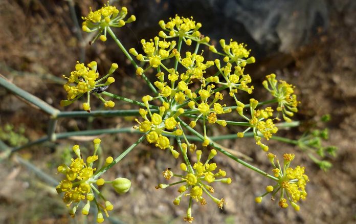 Morač biljka kao lijek za probavu, srce, za jačanje apetita i imuniteta